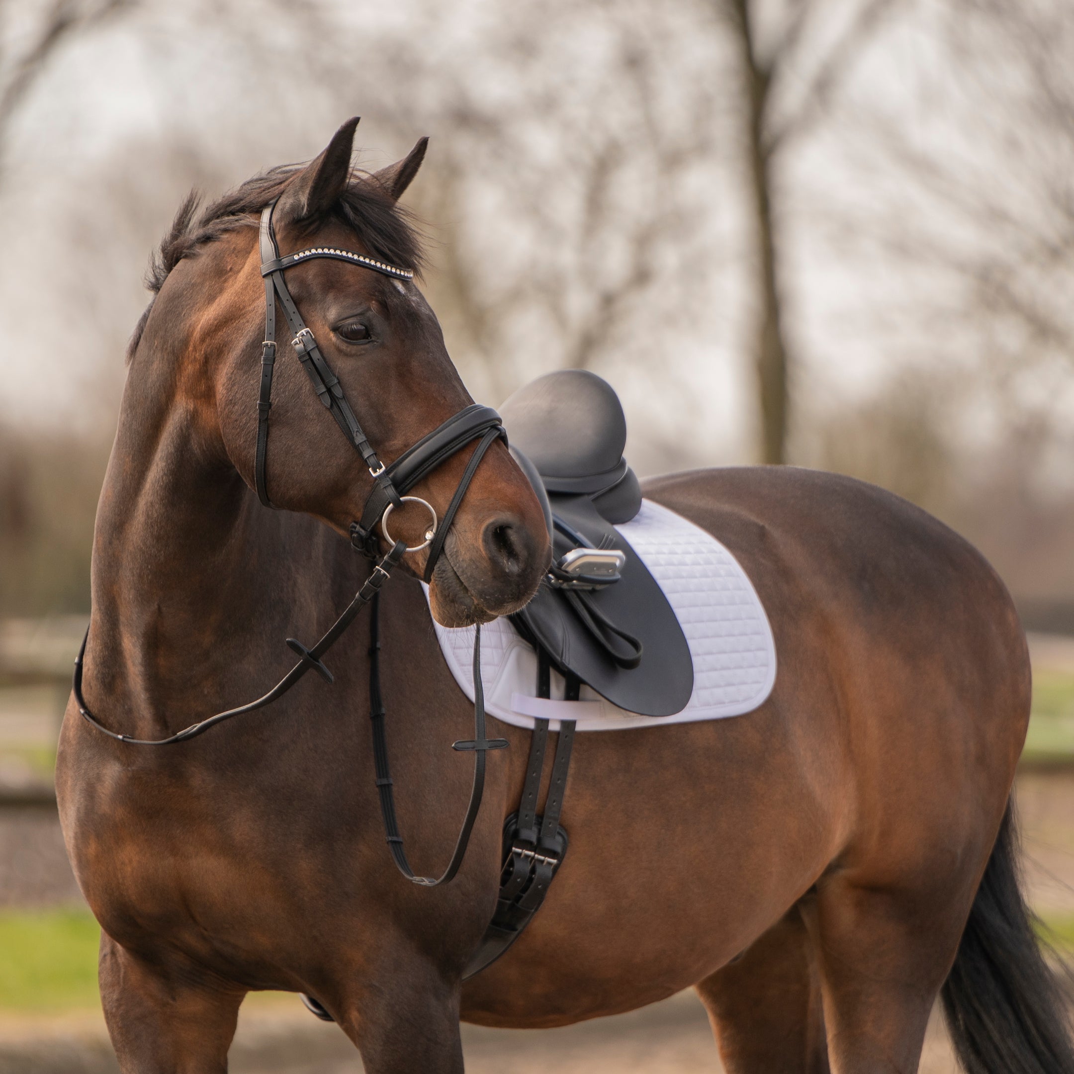 Agradi.it: negozio online di equitazione. Ampia selezione per cavallo